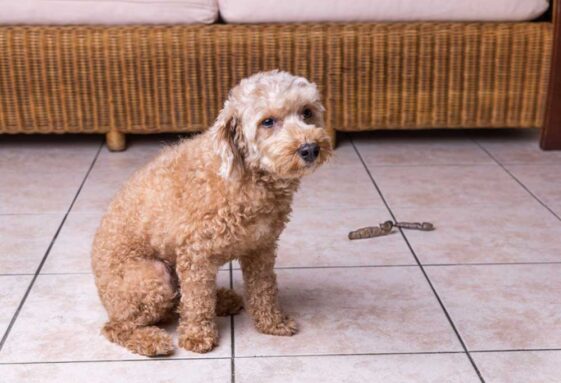 Older Dog Is Pooping In The House WHAT TO DO PatchPuppy older-dog-is-pooping-in-the-house-what-to-do-patchpuppy
