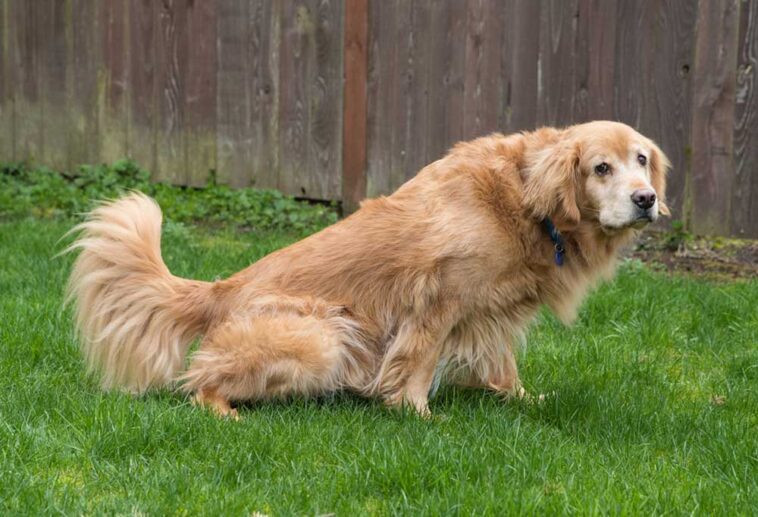 Older Dog Is Pooping In The House WHAT TO DO PatchPuppy