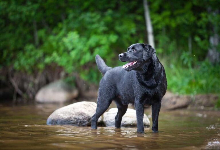 Bernese Mountain Dog vs. Labrador Retriever - PatchPuppy.com