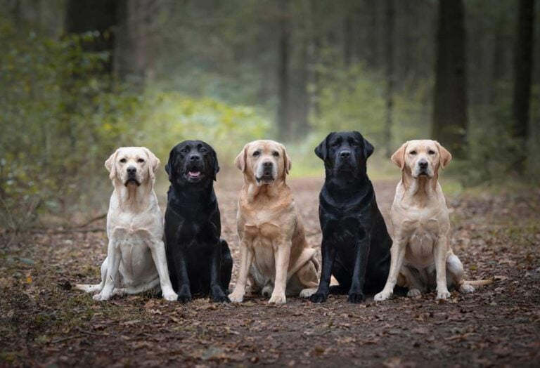 Which Color Labrador Retriever is Best? - PatchPuppy.com