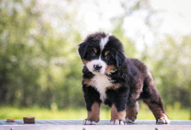Bernese Mountain Dog vs. Labrador Retriever - PatchPuppy.com