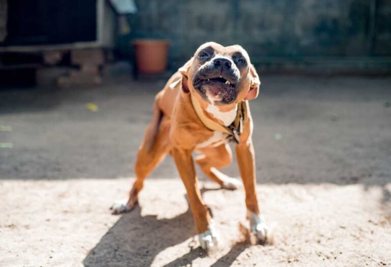 Help My Senior Dog Is Barking For No Reason PatchPuppy help-my-senior-dog-is-barking-for-no-reason-patchpuppy