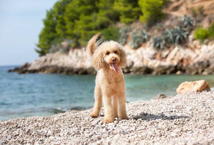 Do Standard Poodles like Water? - PatchPuppy.com
