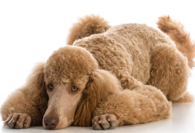 Are Standard Poodles Aggressive? - PatchPuppy.com