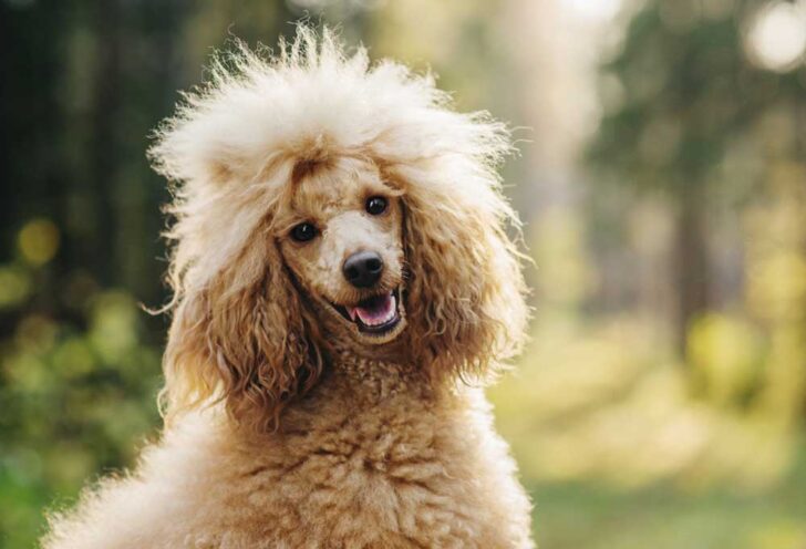 What are Poodles Bred for? - PatchPuppy.com