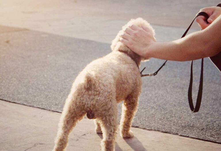 How Do You Potty Train a Toy Poodle? - PatchPuppy.com