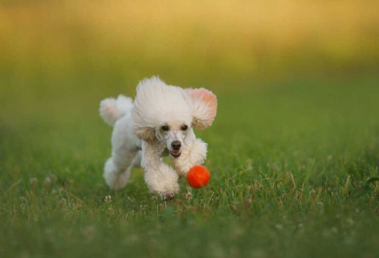 How to Play with a Toy Poodle - PatchPuppy.com