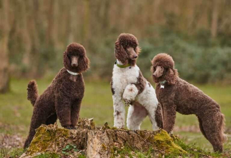 How Do You Measure the Height of a Toy Poodle? - PatchPuppy.com