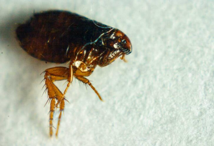 How Far Can Fleas Jump? - PatchPuppy.com