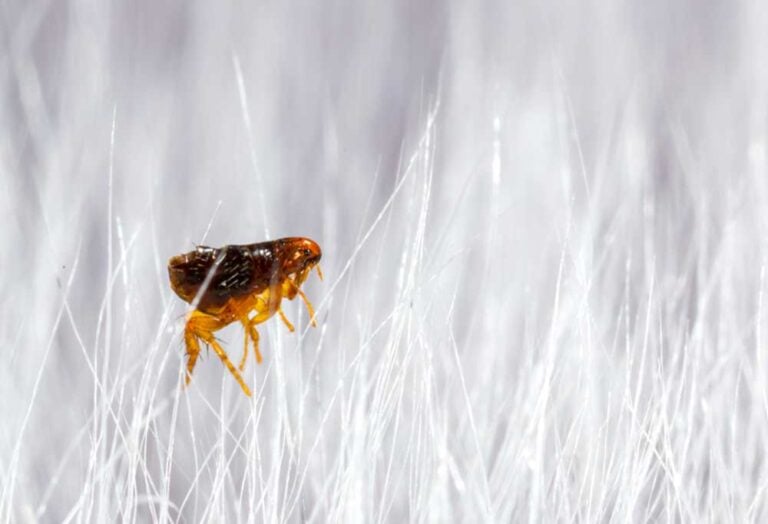 Do Fleas Jump? - PatchPuppy.com