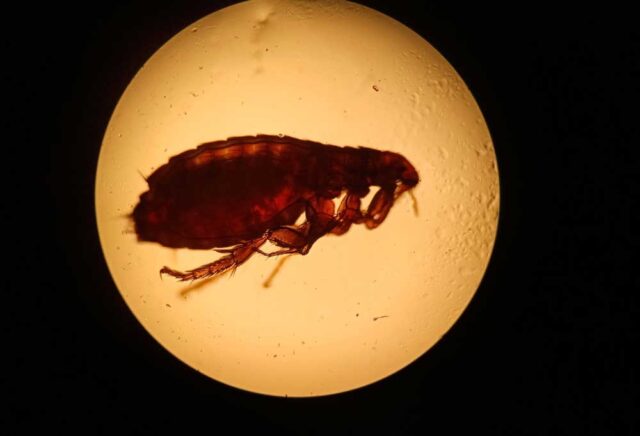 Do Fleas Jump? - PatchPuppy.com