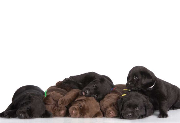 What Happens If You Breed an American Lab with an English Lab ...