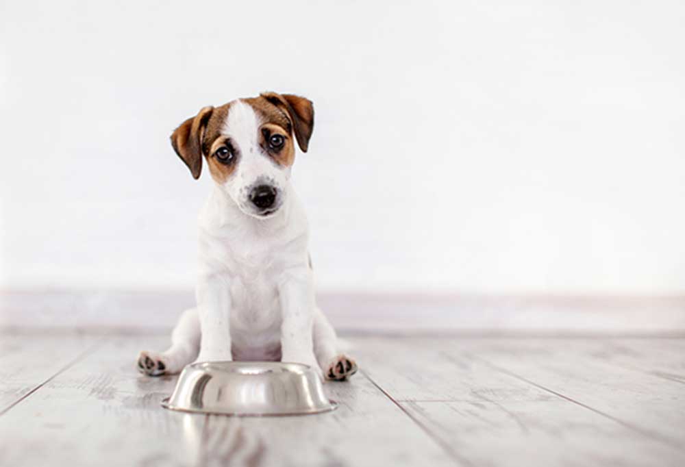 Meatloaf for Dogs! 13 Amazing Dog Meatloaf Recipes.