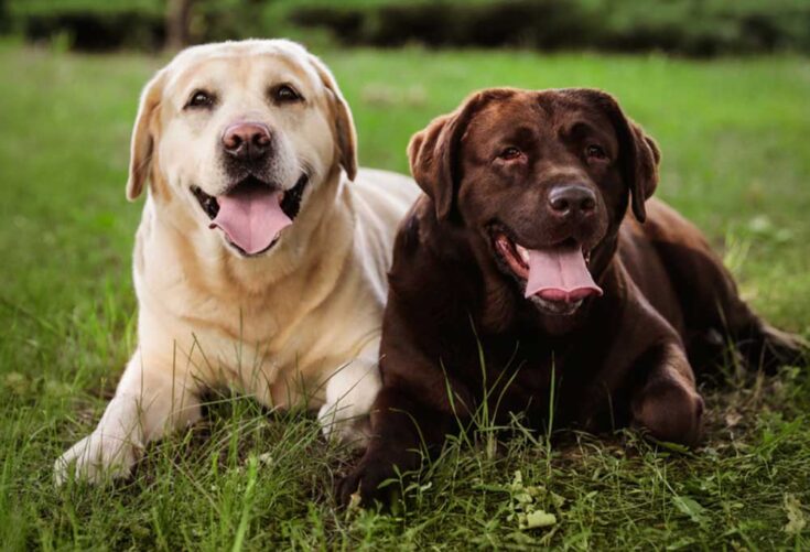 English Lab Vs American Lab Size - PatchPuppy.com