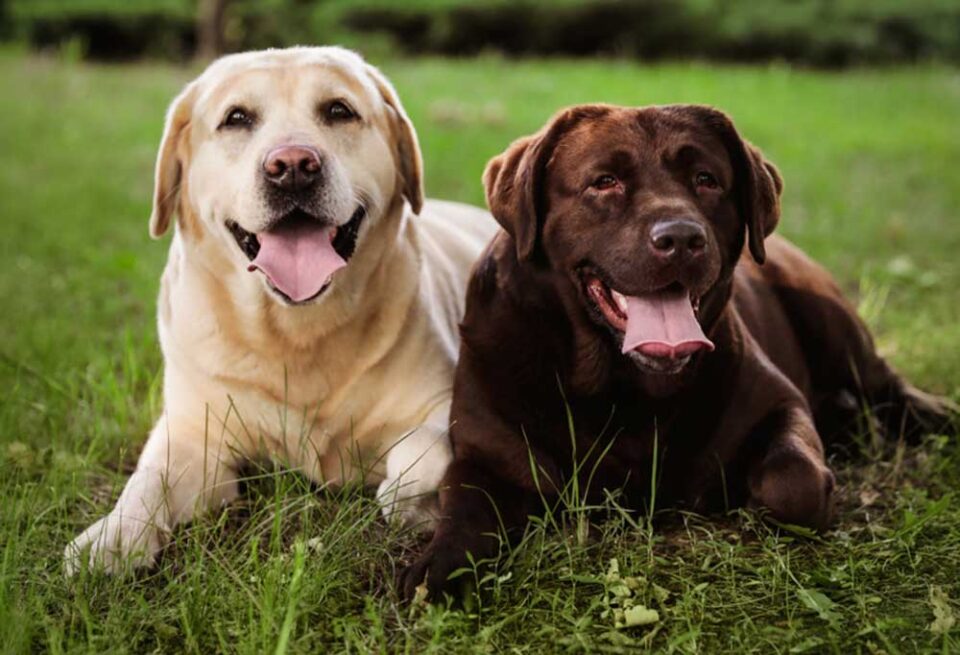 English Lab Vs American Lab Size - PatchPuppy.com