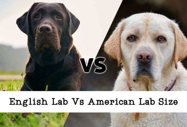 English Lab Vs American Lab Size - PatchPuppy.com