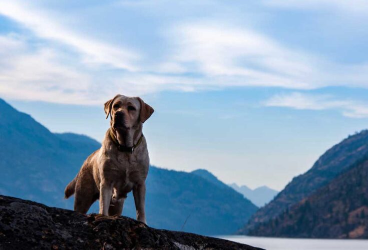 English Labrador Retriever - A Complete Breed Guide - PatchPuppy.com