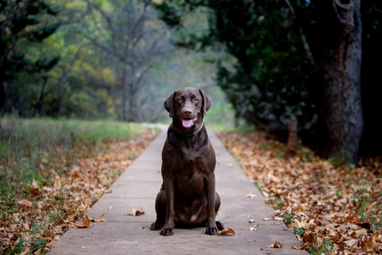 Black Lab Vs Yellow Lab Vs Chocolate Lab - PatchPuppy.com