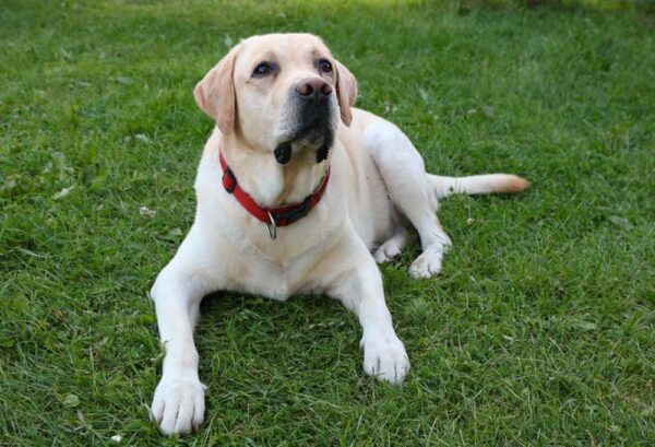 Black Lab Vs. Yellow Lab - PatchPuppy.com