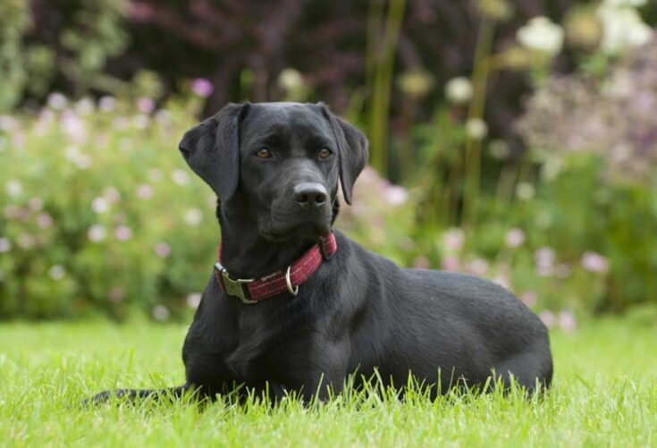 Black Lab Vs. Yellow Lab - PatchPuppy.com