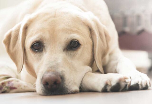 Dudley Lab vs Yellow lab - PatchPuppy.com