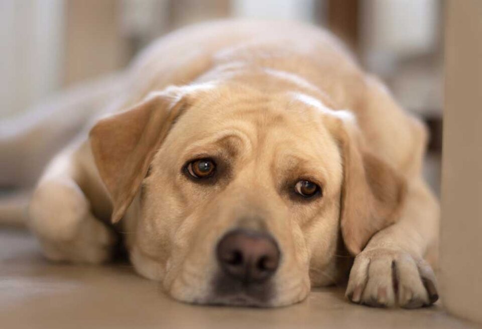 Champagne Lab Vs Yellow Lab - PatchPuppy.com