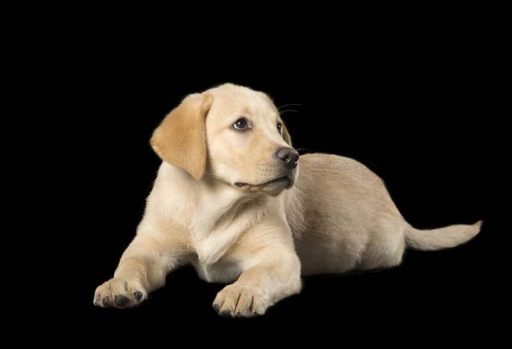 Champagne Lab Vs Yellow Lab - PatchPuppy.com