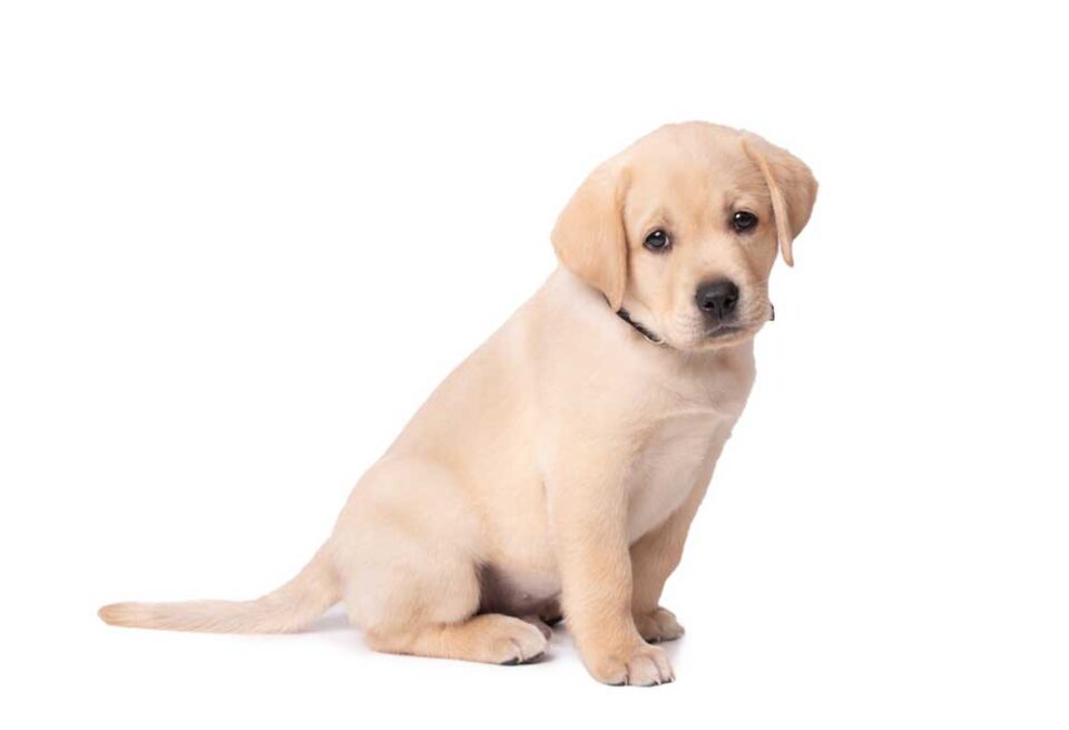 Champagne Lab Vs Yellow Lab - PatchPuppy.com