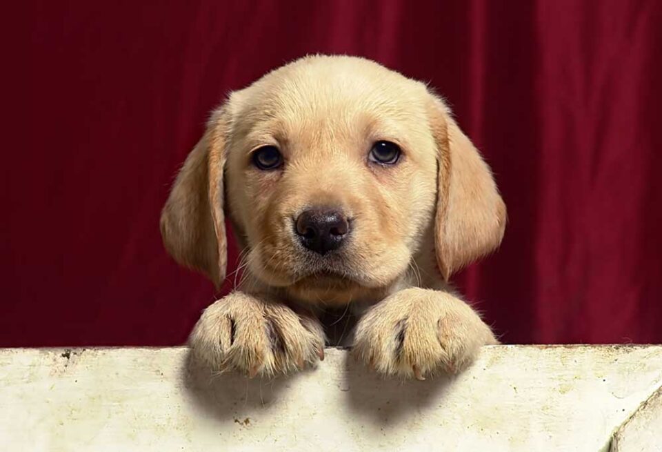 Names for a Labrador Puppy - PatchPuppy.com