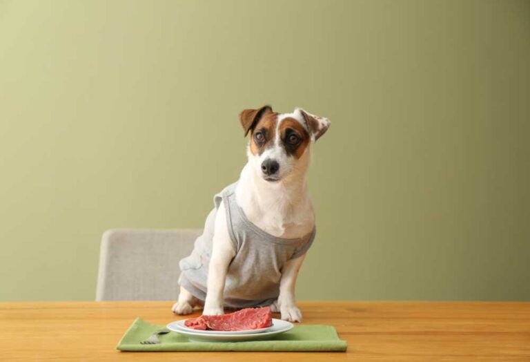 Meatloaf for Dogs - PatchPuppy.com