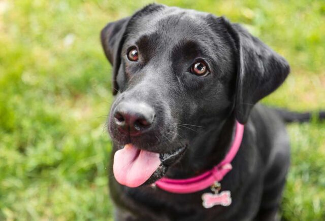 How Long Do Labradors Stay in Heat? - PatchPuppy.com