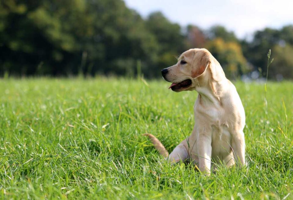 How to Take Care of a Yellow Lab Puppy - PatchPuppy.com