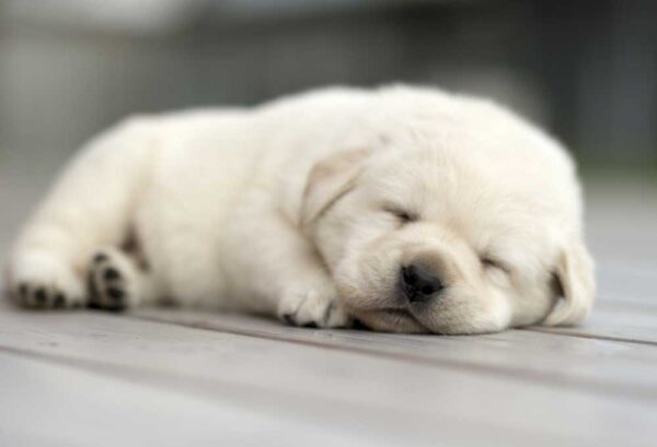 Yellow Labrador - A Complete Guide - PatchPuppy.com