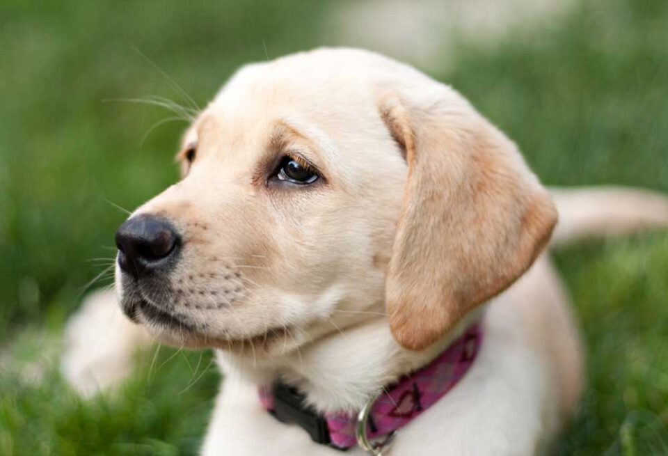 How to Train a Yellow Lab Puppy? - PatchPuppy.com