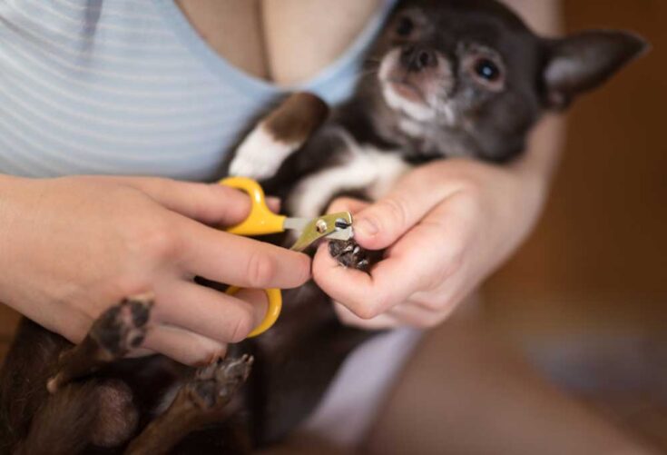 How to Restrain a Dog to Clip Its Nails - PatchPuppy.com