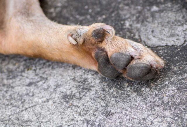 How to Trim Severely Overgrown Dog Nails - PatchPuppy.com