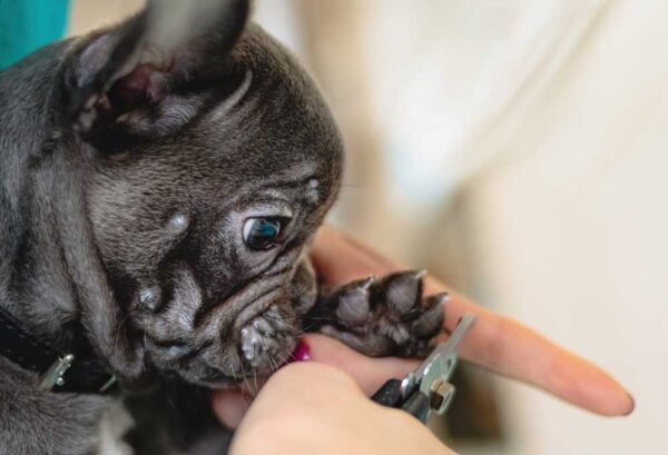 How to Cut an Uncooperative Dog's Nails - PatchPuppy.com