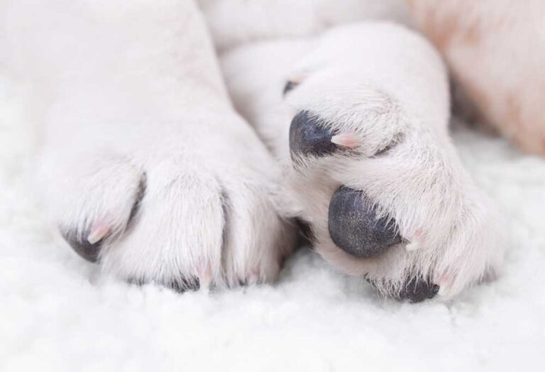 How & When to Cut Puppies' Nails for the First Time - A Complete Guide