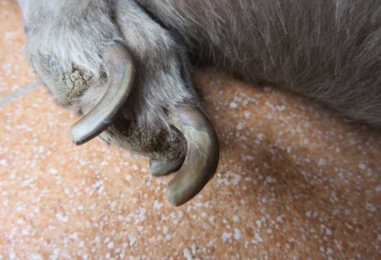 How To Fix Curled Dog Nails - PatchPuppy.com