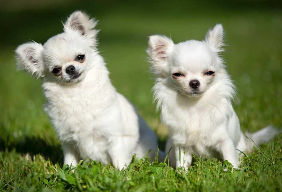 How to Breed Chihuahuas? - PatchPuppy.com