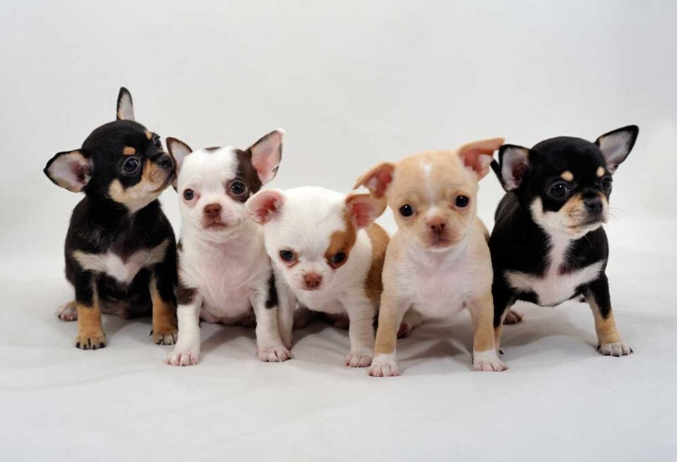 How to Breed Chihuahuas? - PatchPuppy.com