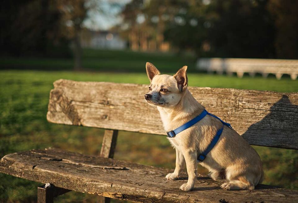 How to Train Your Chihuahua to Sit - PatchPuppy.com