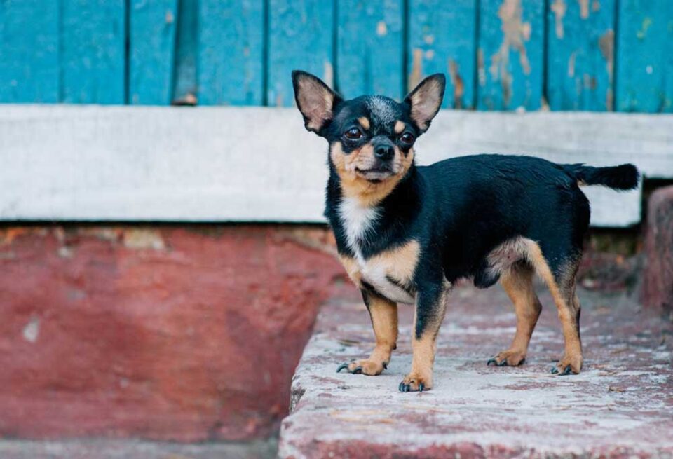 How to Train an Older Chihuahua - PatchPuppy.com