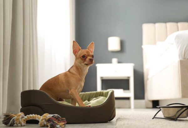 How to Breed Chihuahuas? - PatchPuppy.com