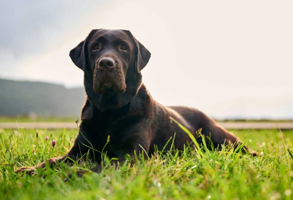Seasonal Shedding Dog Breeds - PatchPuppy.com