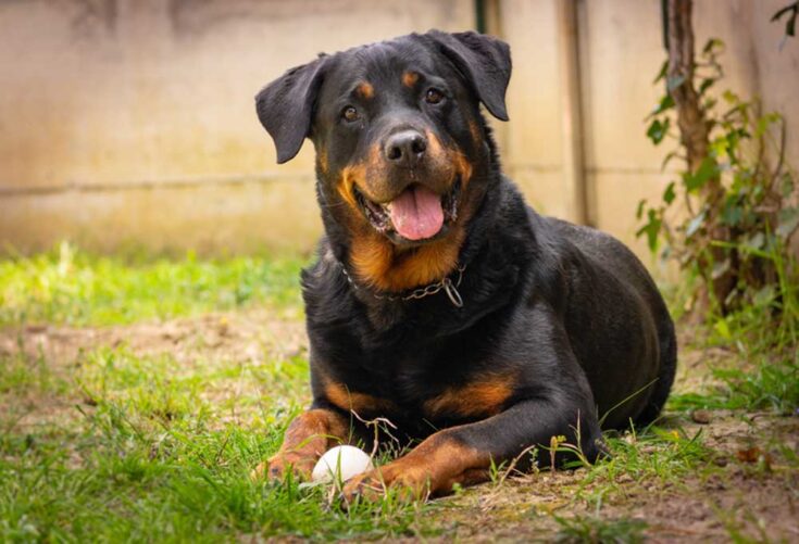 Worst Shedding Dog Breeds - PatchPuppy.com