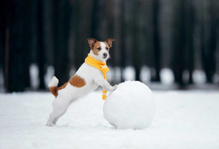 How Does Shedding Work? - PatchPuppy.com