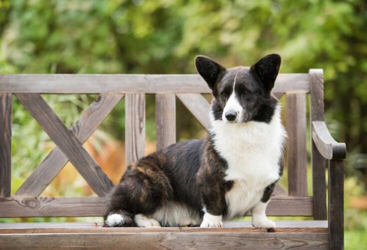 Worst Shedding Dog Breeds - PatchPuppy.com