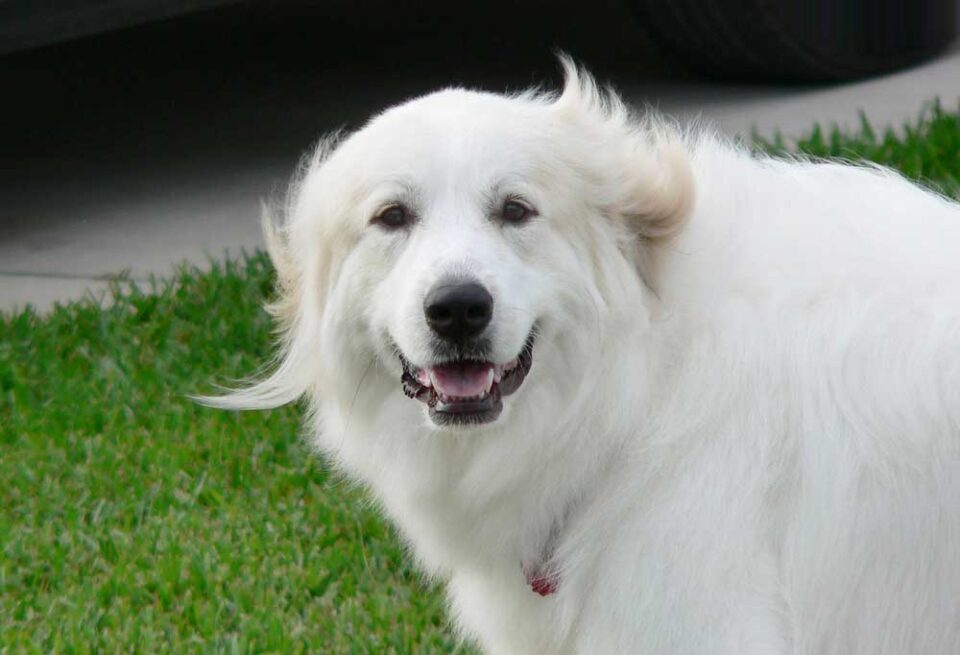 Worst Shedding Dog Breeds - PatchPuppy.com