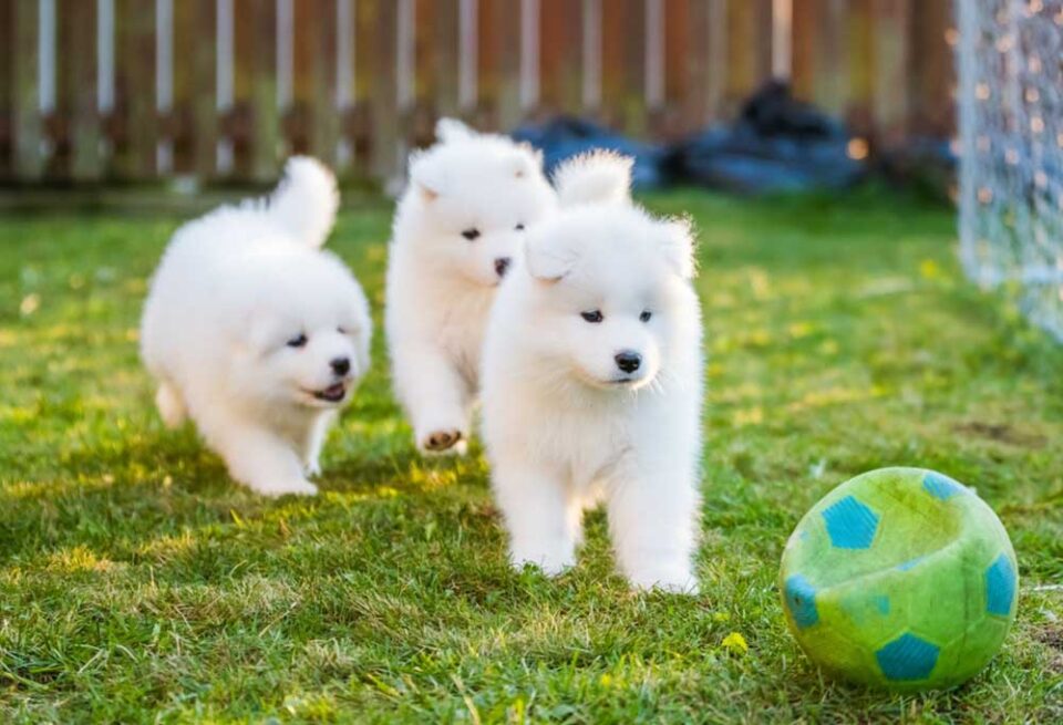 Do Samoyeds Shed a Lot? - PatchPuppy.com